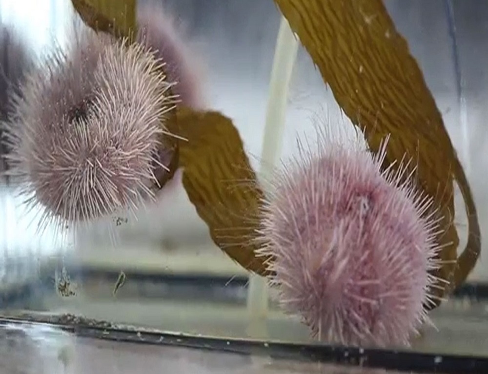 Take a Bite: Pink Sea Urchins Have Teeth That Sharpen Themselves ...