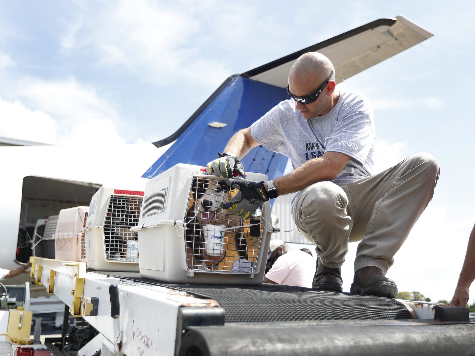 Animal Evacuation | Courthouse News Service