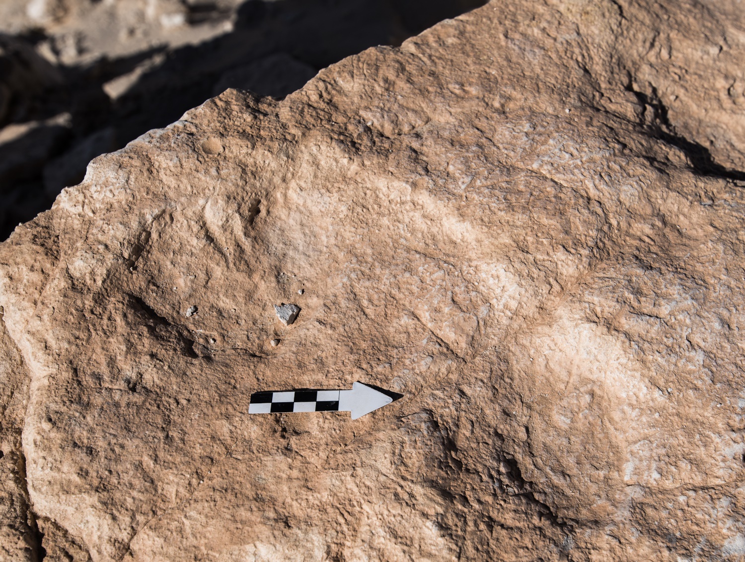 Footprints Tell 120,000-Year-Old Story of Early Human Migration ...