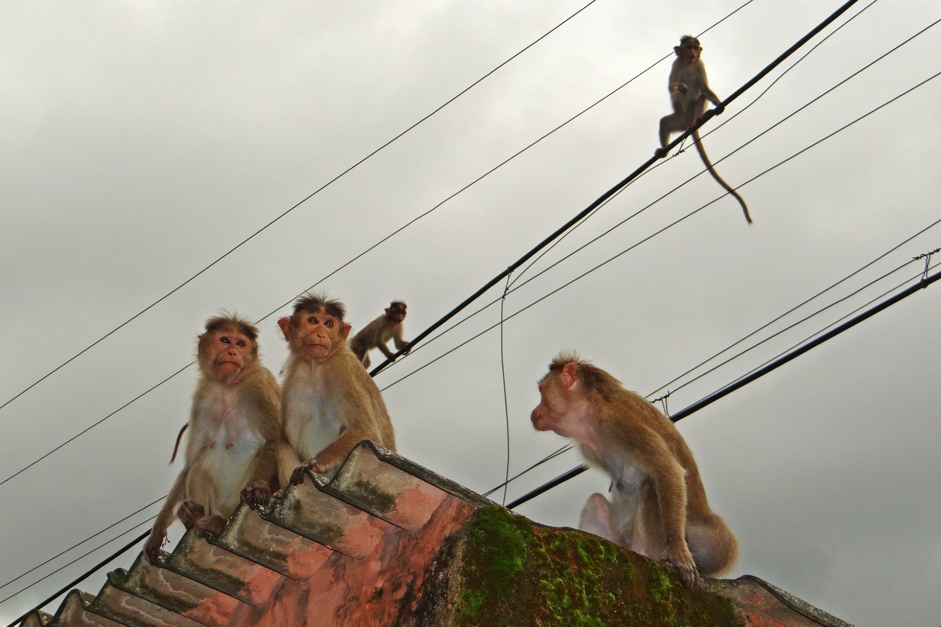 monkeys-india | Courthouse News Service