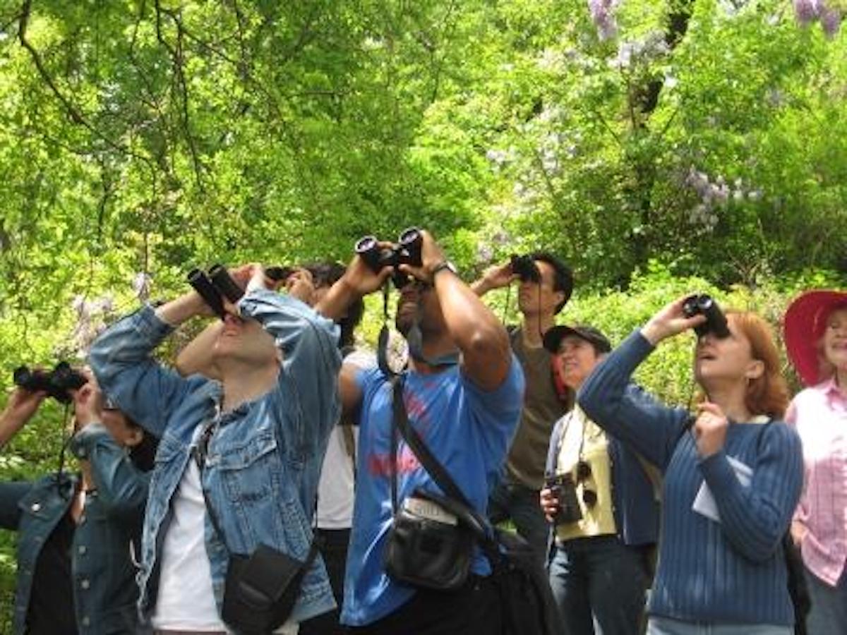 Birding Is Socially Distanced New York’s Hottest Hobby | Courthouse ...
