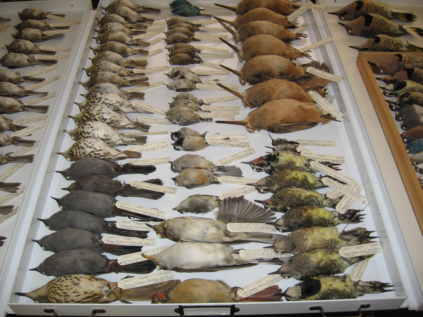 bird-collection | Courthouse News Service
