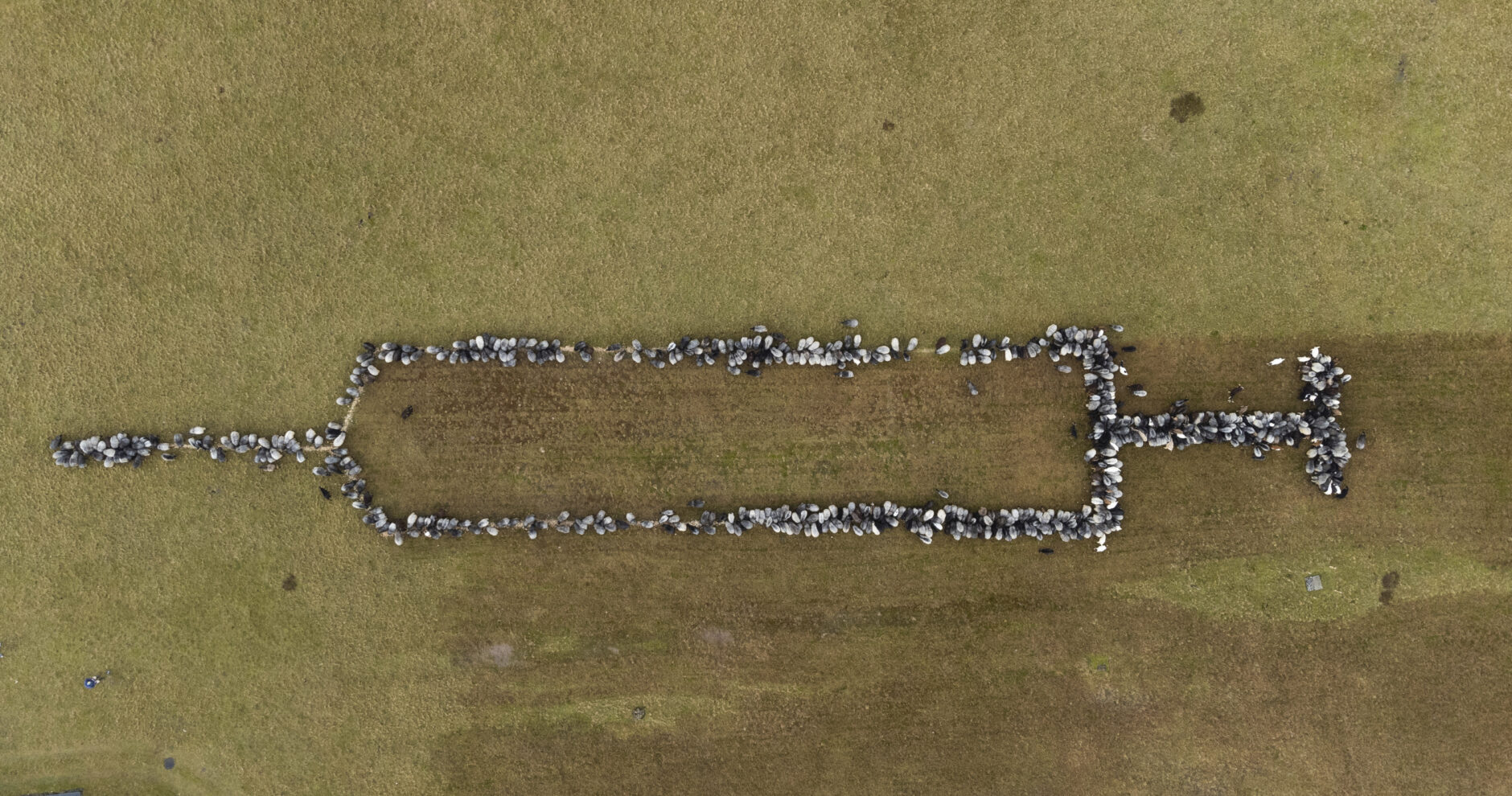 Sheep, goats join in German efforts to encourage vaccination ...