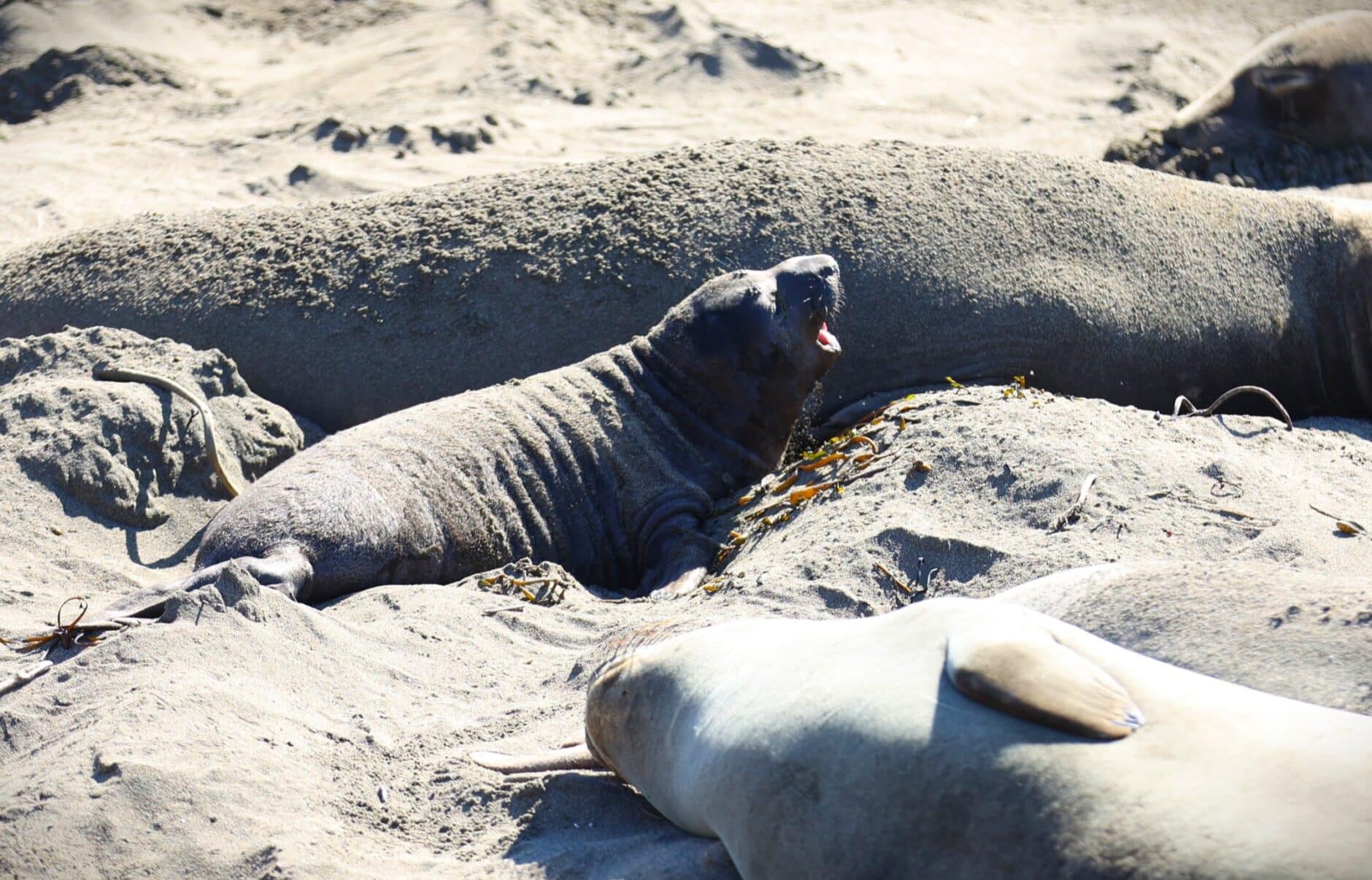 Elephant Seal Pup