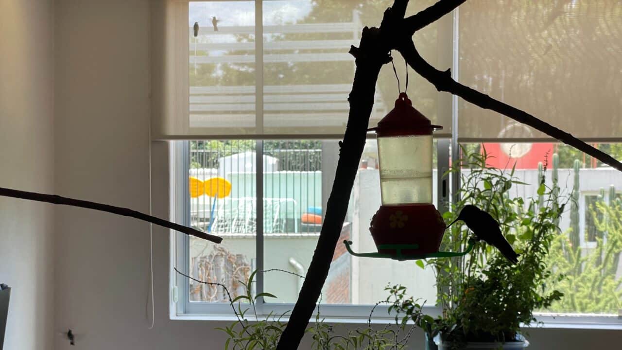 Meet the woman behind Mexico City’s hummingbird hospital | Courthouse ...