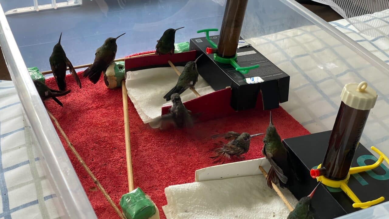 Meet the woman behind Mexico City’s hummingbird hospital | Courthouse ...